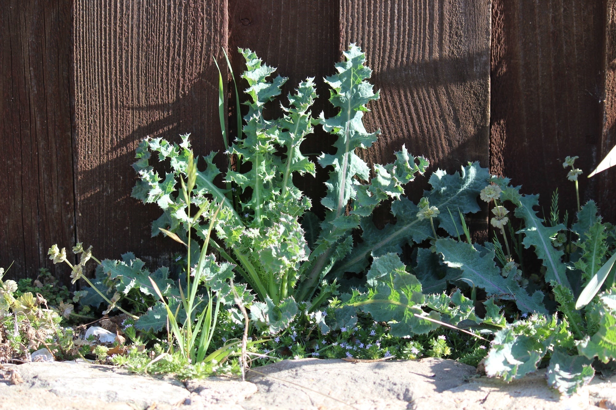 How to Prevent Weeds in Your Garden and Lawn - Grangetto's Farm ...