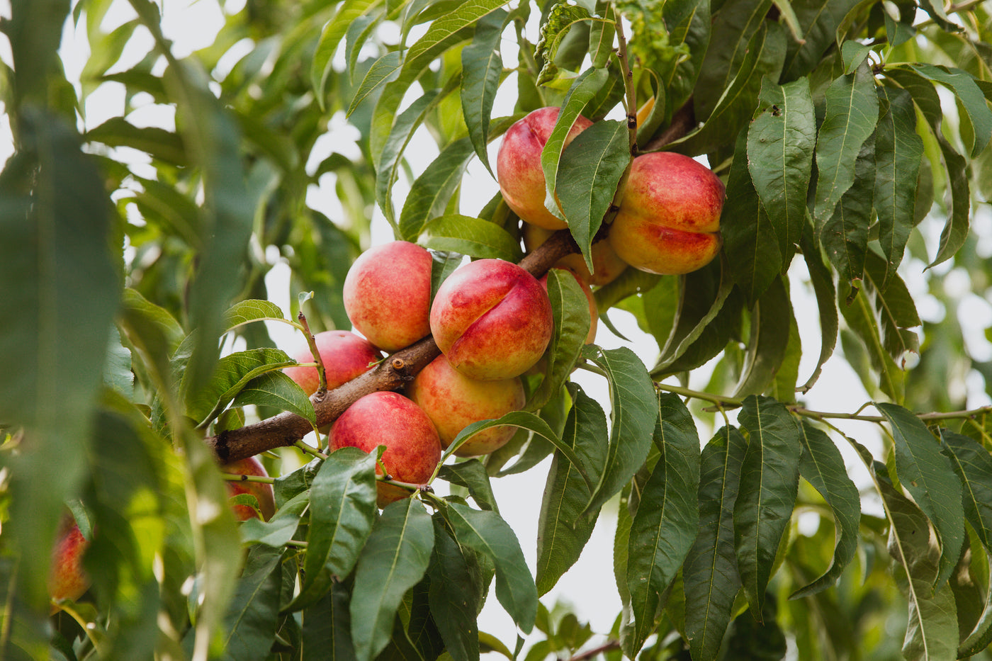 Deciduous Fruit Trees - Grangetto's Farm & Garden Supply