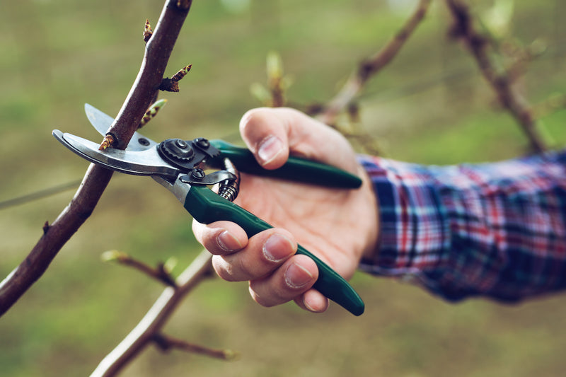 Pruning Deciduous Fruit Trees - Grangetto's Farm & Garden Supply